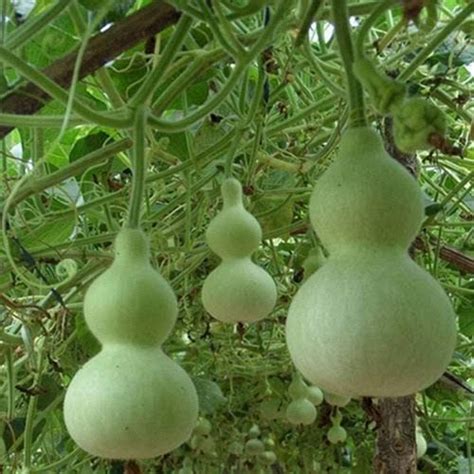 How To Grow And Dry Birdhouse Gourds Artofit