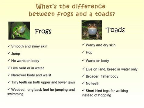 Difference Between Frog And Toad