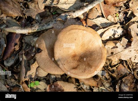 Lactarius Subdulcis Commonly Known As The Mild Milkcap Or Beech Milk