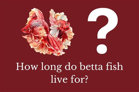 How Long Do Betta Fish Live Quick Answer