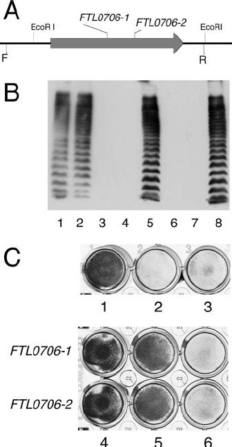 Complementation Of F Tularensis Lvs Ftl 0706 Himarft Mutant Strains Download Scientific