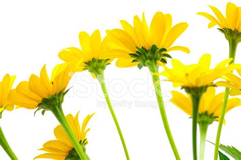 노란 데이지 꽃 스톡 사진 Freeimages