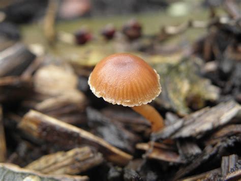チャムクエタケモドキ茶尨柄茸擬 見分け方 Picture Mushroom
