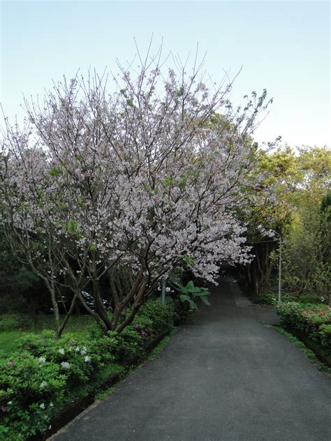 春季賞花首選2016陽明山花季將於1月30日起璀璨登場拉拉桑 s 旅遊足跡