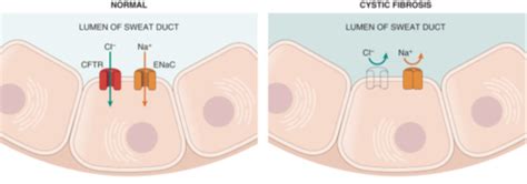 Cell Bio Exam 3 Block 4 Review Flashcards Quizlet