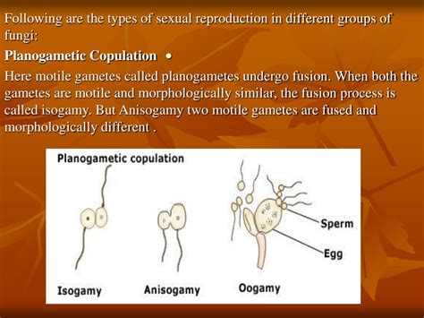 Ppt B Sexual Reproduction Powerpoint Presentation Free Download Id