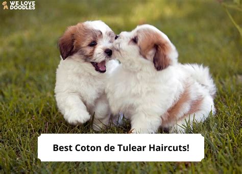 10 Best Coton De Tulear Haircuts With Pictures We Love Doodles