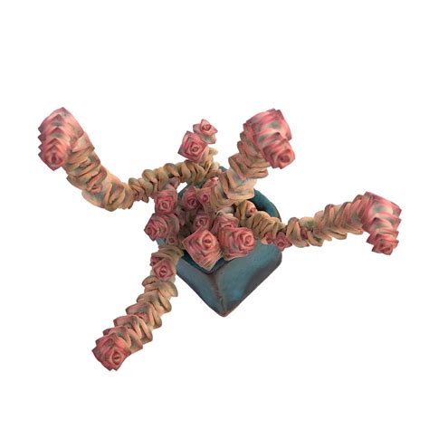 Crassula Perforata Variegata Cedar Creek Farmhouse