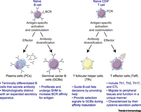 A Synchronous Irf4 Dependent Gene Regulatory Network In B And Helper T