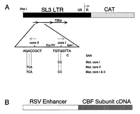 Schematic Representation Of Sequences Within Plasmids Used In These
