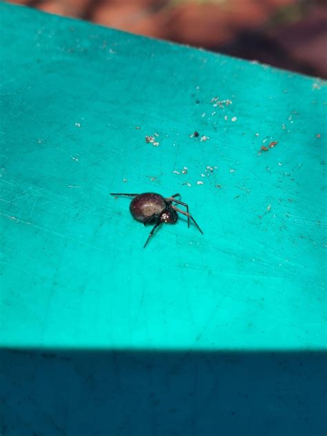 Spider Identification Raustralia