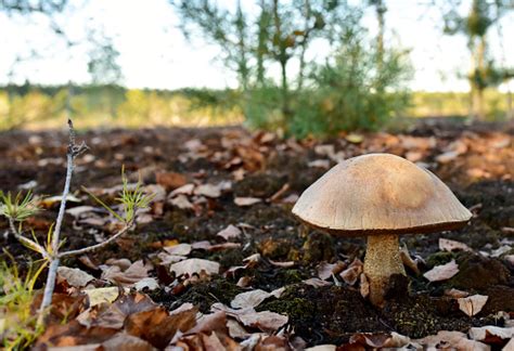 자작나무 볼레테 가을 숲의 잔디와 이끼 사이에서 식용 갈색 모자 볼레투스 Boletus에 대한 스톡 사진 및 기타 이미지 Boletus 가을 갈색 Istock