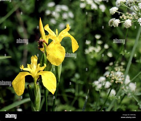 Yellow Bog Iris Iris Pseudacorus Or Water Flag An Aquatic Plant