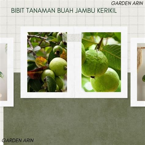 Jual Bibit Tanaman Buah Jambu Krikil Shopee Indonesia