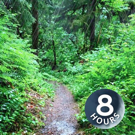 Día de lluvia en el bosque Sonidos de lluvia para relajarse dormir o