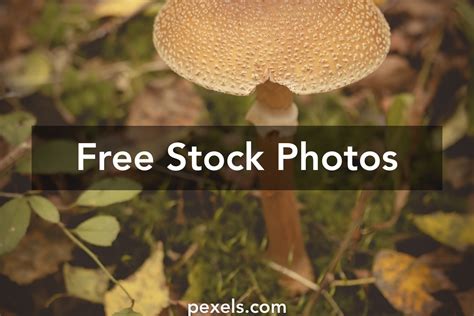 Cystoderma Amianthinum Photos Download The Best Free Cystoderma