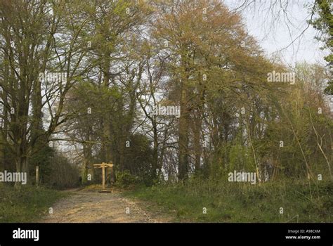 A View Of The Roman Road Of Stane Street Running Through Eartham Wood