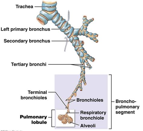 Branching Bronchiole Diagram Quizlet