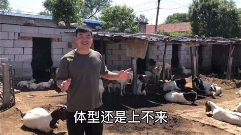 配种期结束了，两只大公羊辛苦并快乐着，又恢复了往日的霸气 Youtube