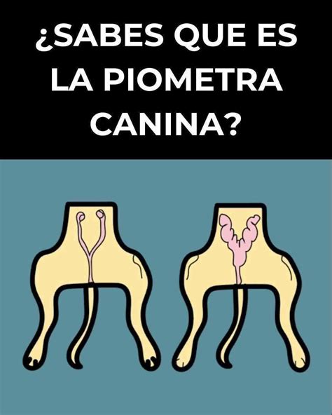 Asociación 🐶 Piometra Canina Una Enfermedad Grave Que Debes Conocer