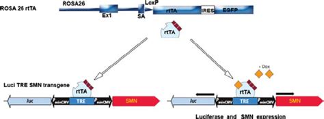 Diagram Of Inducible Luciferase Luci Tetracycline Response Element Download Scientific