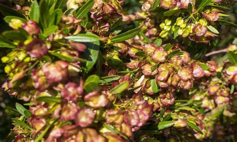Dodonaea Viscosa And Dodonaea Angustifolia