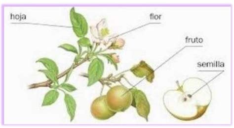 Clasificación de las plantas Plant classification Flashcards Quizlet