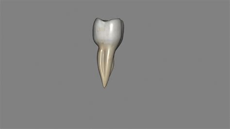 Premium Photo The Mandibular Second Molar Resembles The Mandibular