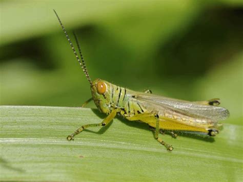 Locusts Vs Grasshoppers