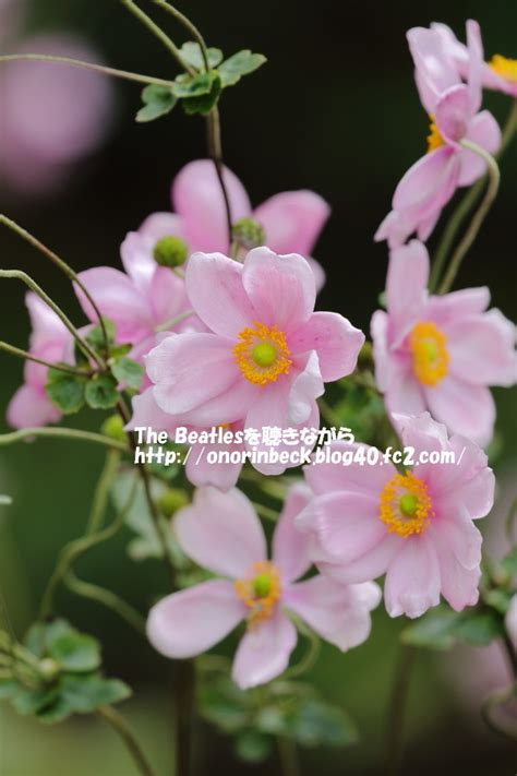 くらしの植物苑で秋の花々 佐倉