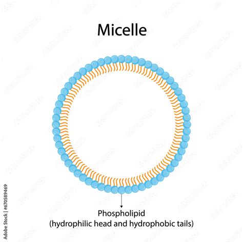 Micelle Structure Soap Molecule Micelle Formation Vector Illustration Stock Vector Adobe Stock