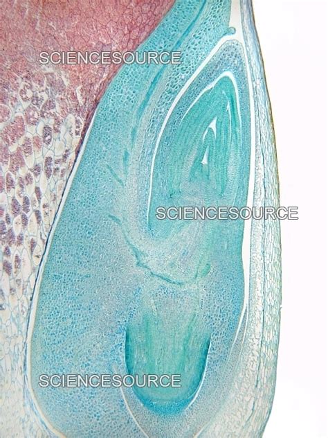 Corn Kernel Under A Microscope Stock Image Science Source Images
