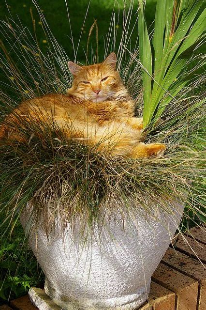 Any Problem Scrolller