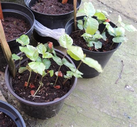 Beech Seedlings With Unique Leaves
