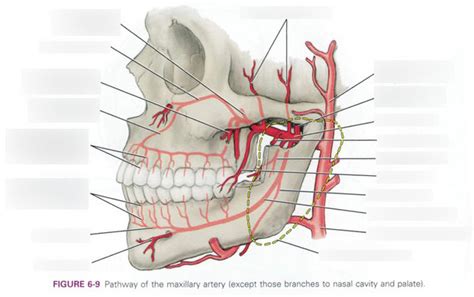 Vessels Of The Infra Temporal Fossa Diagram Quizlet