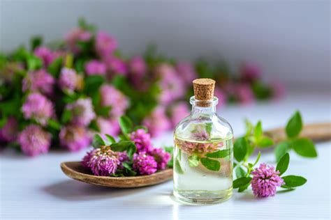 핑크 클로버 오일 플라워 블라썸 화이트 배경 팅크 주입 전통 의학 아로마 테라피 작은 병 Trifolium Pratense