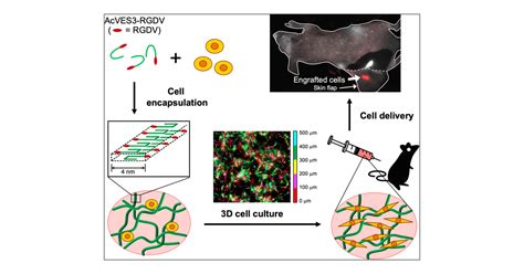 Design Of A Peptide Based Electronegative Hydrogel For The Direct