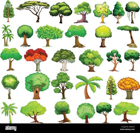 Illustration Des Différents Types De Genre Darbre Image Vectorielle