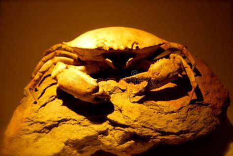Fossilized Crab Editorial Photo Image Of Museum Crab 25707186