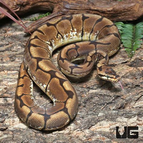 2018 Lavender Albino Spider Ball Python For Sale Underground Reptiles