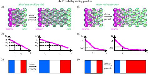 Figure 4 From Patterning Principles Of Morphogen Gradients Semantic