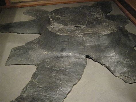 Ancient Fossilized Lycopsid Tree Stump