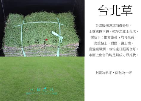 心栽花坊 台北草 售價400特價350一坪 另有巴西地毯草 百慕達草 假儉草 玉龍草 自取更優惠 Yahoo奇摩拍賣