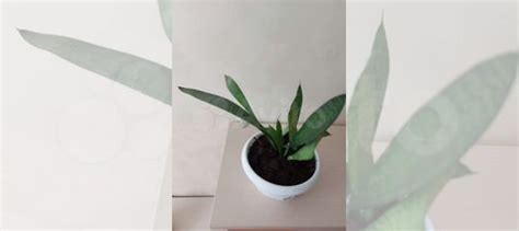 Сансевиерия купить в Москве Товары для дома и дачи Авито