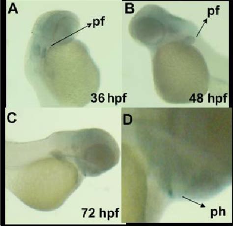 Expression Pattern Of F3b During Zebrafish Embryogenesis A D Lateral