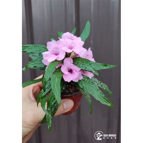 Pokok Bunga Ruellia Pokok Bunga Renek矮翠芦莉粉色 Shopee Malaysia
