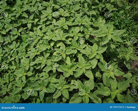 Amaranthus Retroflexus Stock Image Image Of Foliage 119177311