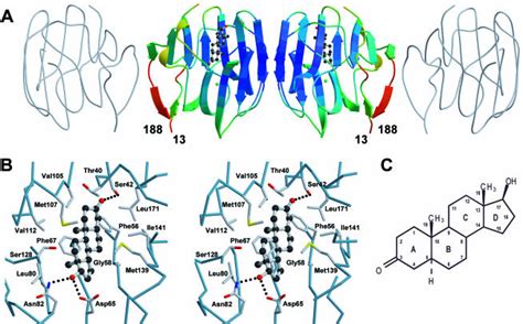 Crystal Structure Of Human Sex Hormone Binding Globulin Steroid Transport By A Laminin G Like