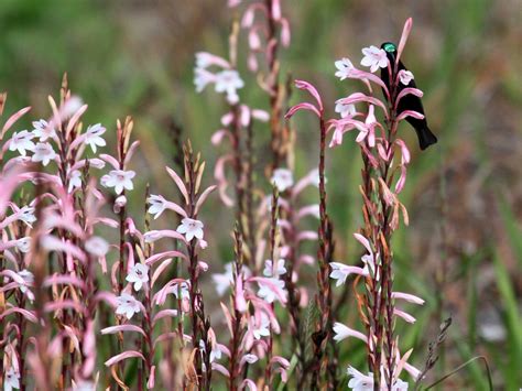 Watsonia Pillansii Pink Shire Bulbs