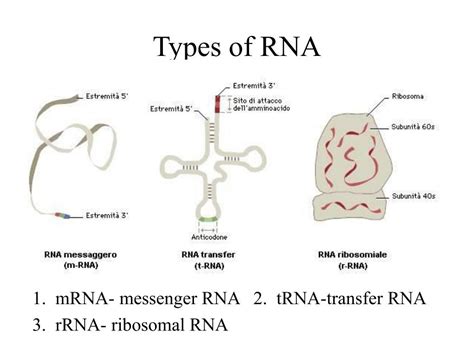 PPT DNA RNA And DNA Replication PowerPoint Presentation Free Download ID 6410292